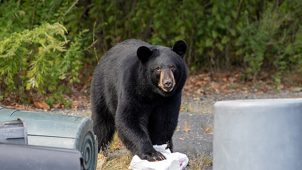 Oso hambriento invade pastelería en Connecticut y se come 60 ...
