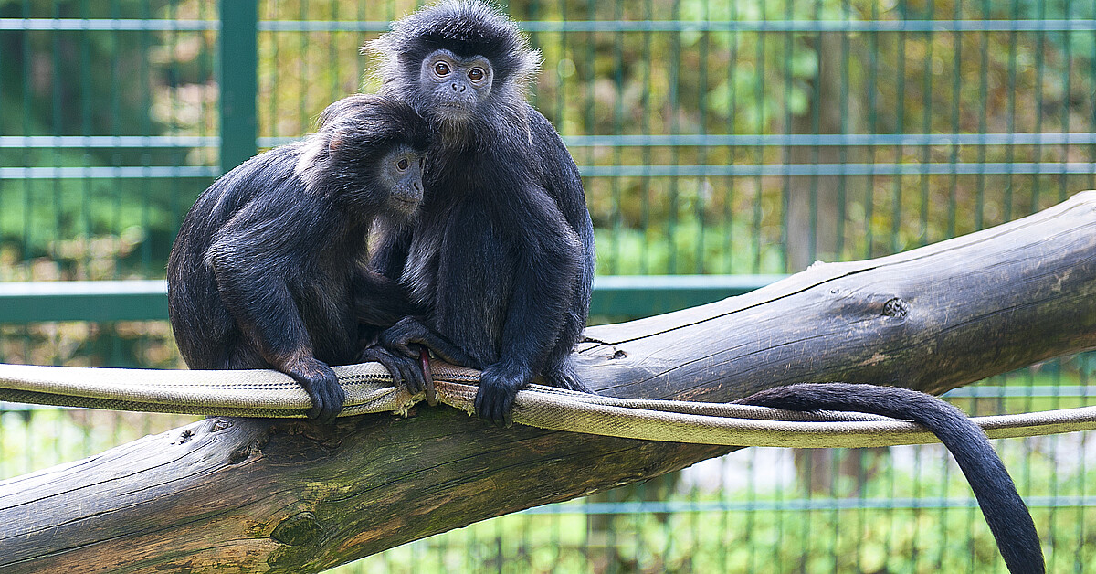 Dallas Zoo mystery: Monkeys disappear in latest bizarre incident | ADN ...