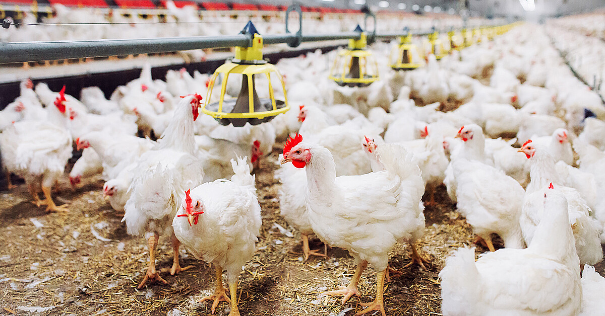 Récord: Cuba le compra pollo a EEUU por casi 300 millones de dólares ...