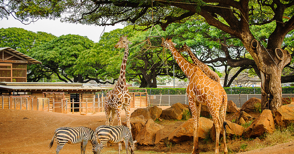 Puerto Rico to close its only zoo over poor conditions for animals ...