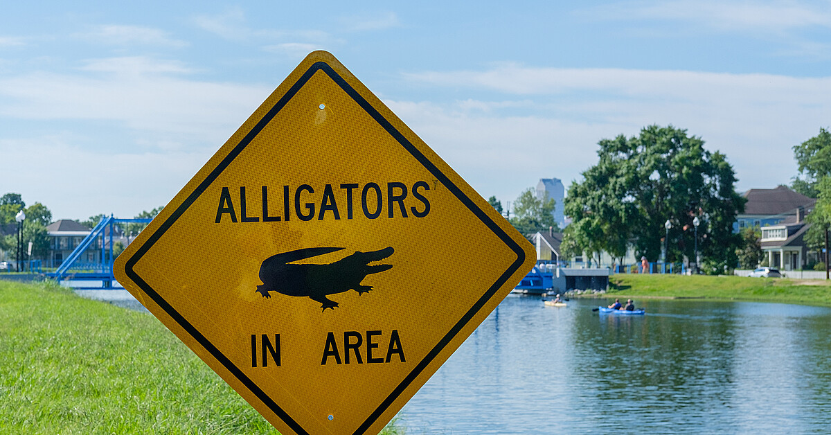 VIDEO: Giant alligator strolls through Florida county club | ADN América