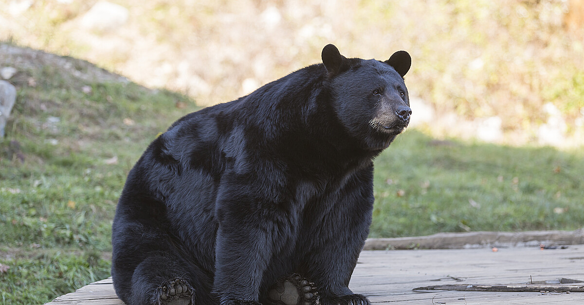 VIDEO: North Carolina man gets surprise visit from bear in his backyard ...