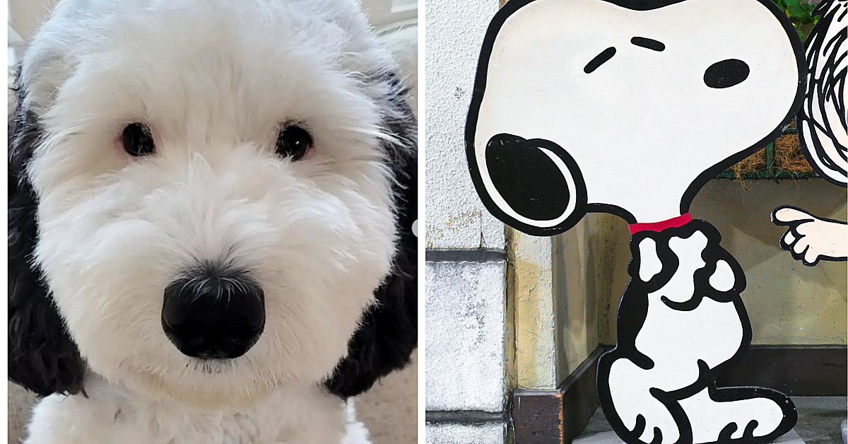 Conoce a Bayley, el perro idéntico a Snoopy que causa furor en las ...