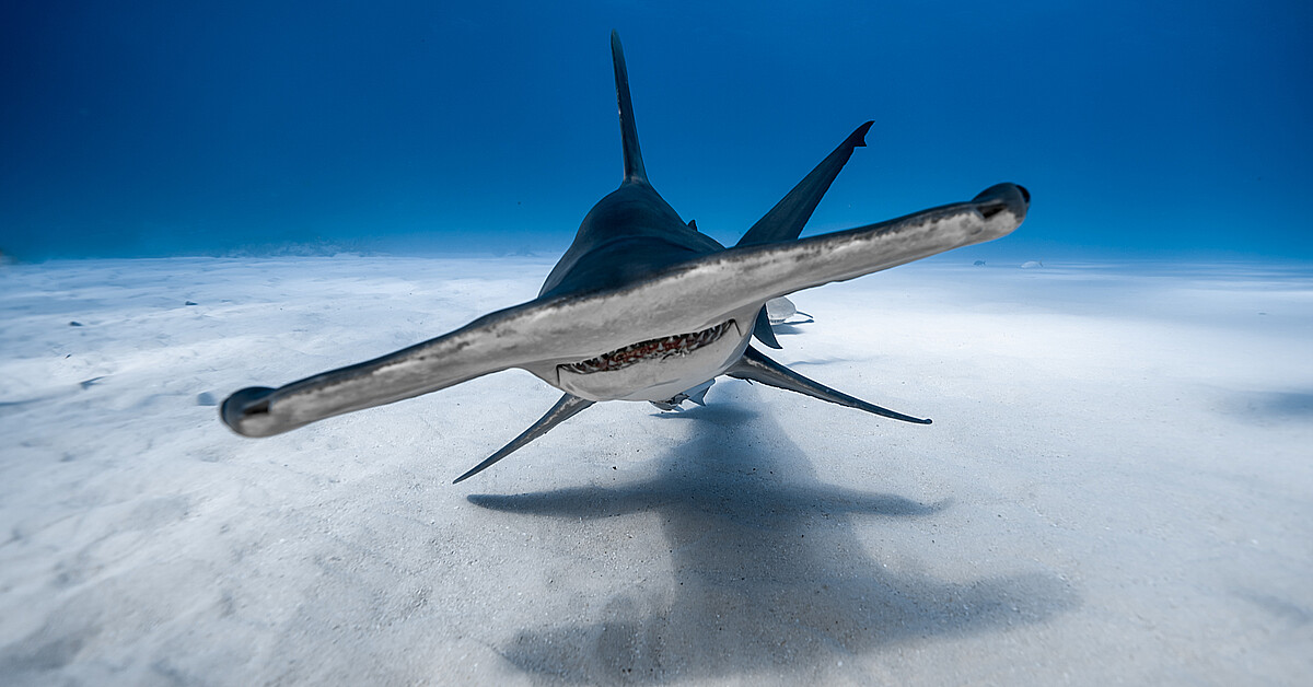 Giant hammerhead shark spotted in shallow waters in Texas beach | ADN ...