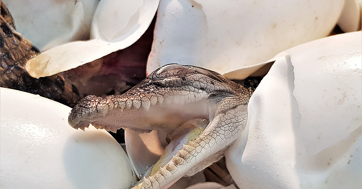 First ever 'virgin birth' of female crocodile recorded in Costa Rica ...
