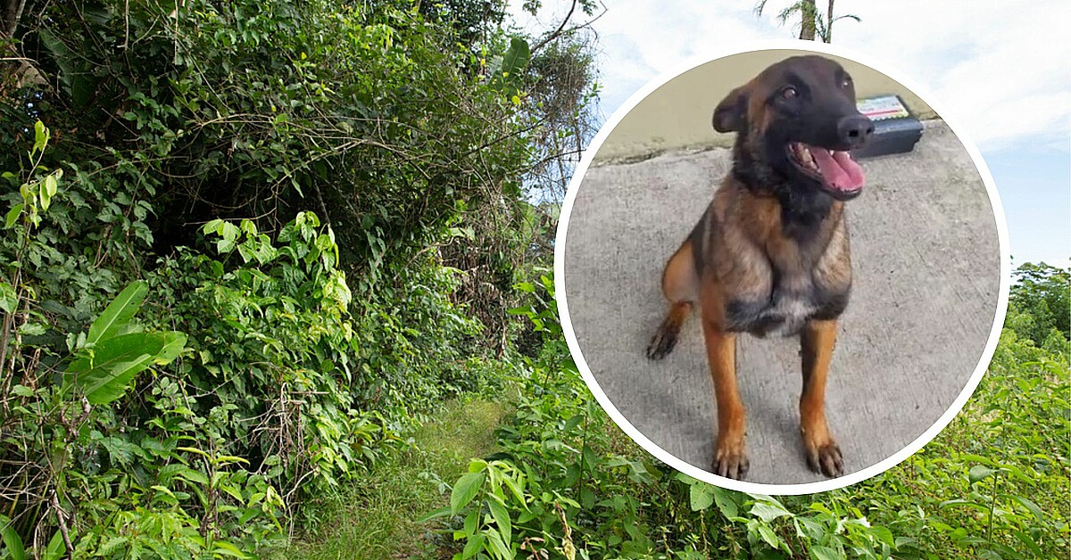 La búsqueda de Wilson, el perro que ayudó en el rescate de niños ...