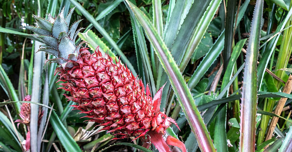 La piña rosa de Costa Rica: éxito comercial y el reto de las ...