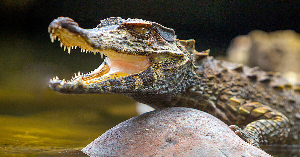 VIDEO: Mexican mayor marries crocodile in ancient, traditional ritual ...