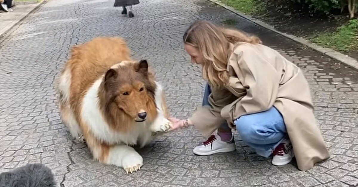 VIDEO: Hombre que gastó casi $15.000 para convertirse en Collie sale en ...