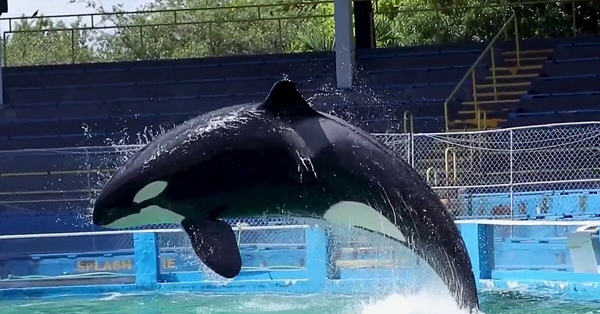 Muere la emblemática orca Lolita en el Miami Seaquarium | ADN América