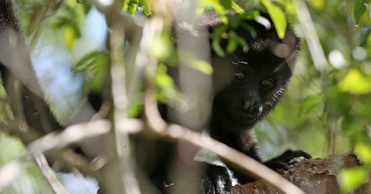 Mexico investigates mysterious death of 157 howler monkeys | ADN América